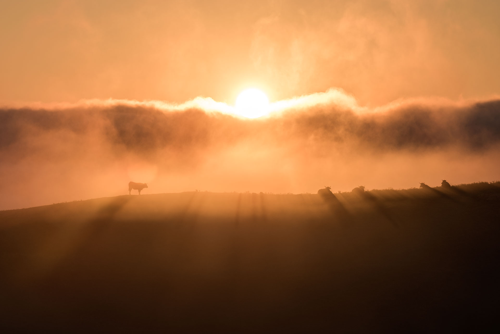 Focus: A beginner's guide to photography during the Golden Hour