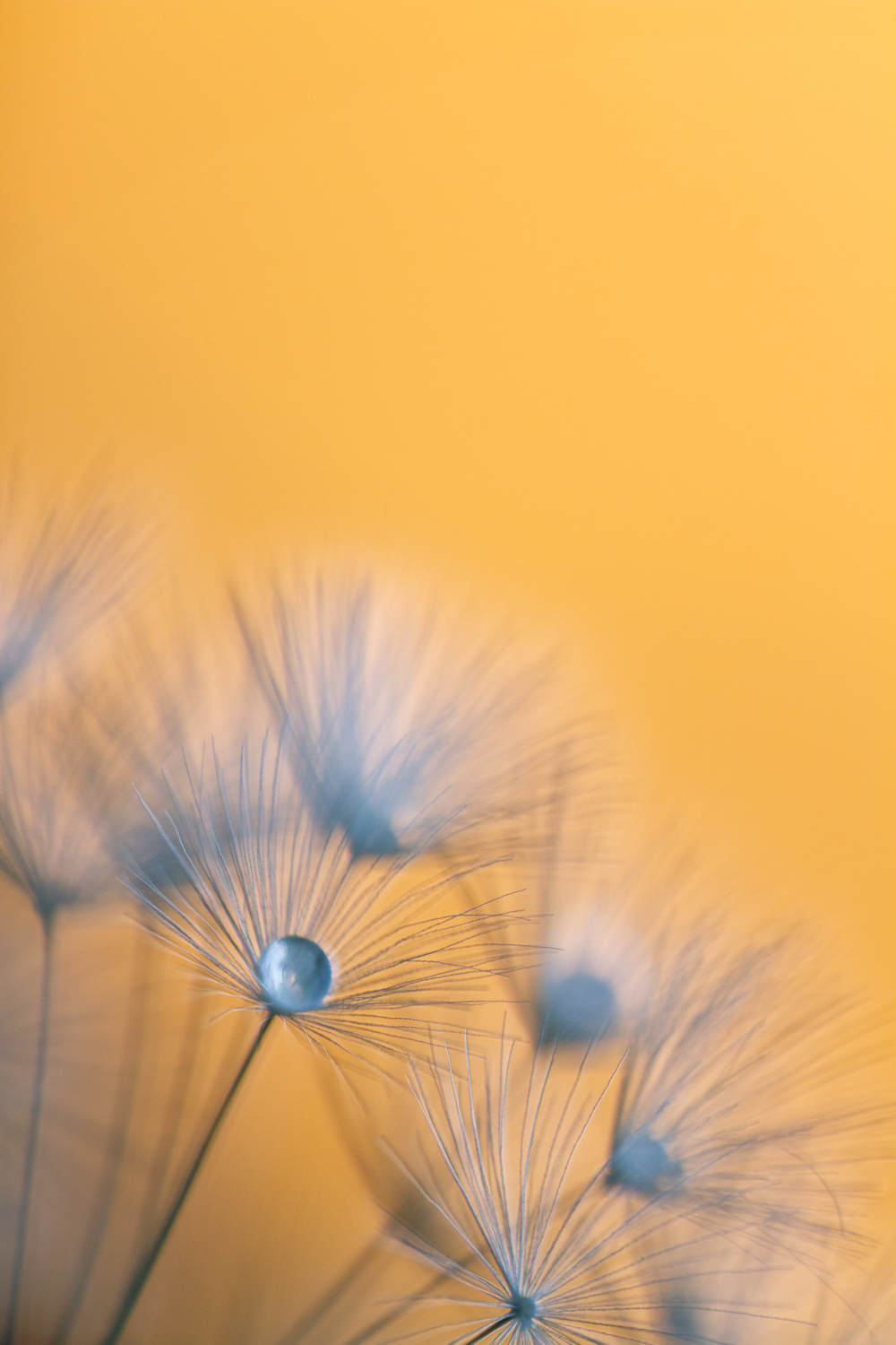 Focus: Macro photography for beginners: The ultimate guide