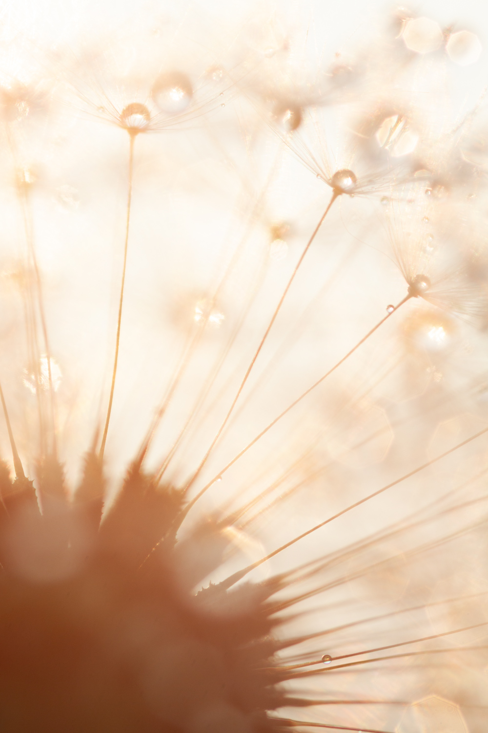 Focus: Macro photography for beginners: The ultimate guide