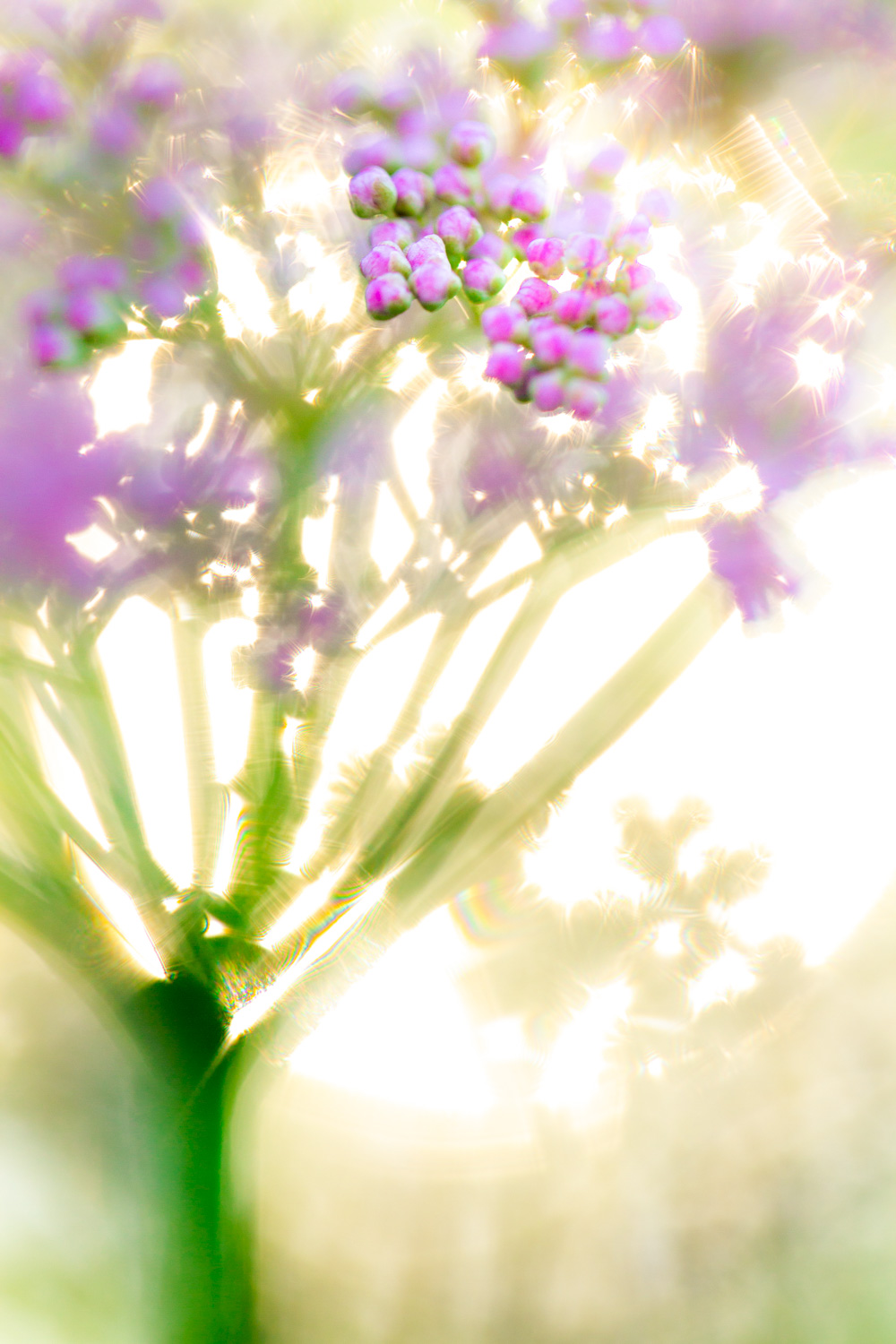 Focus: Macro photography for beginners: The ultimate guide