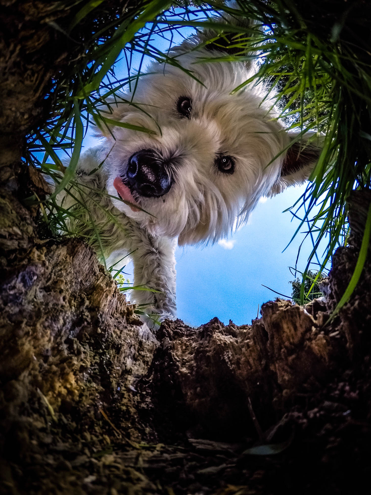 Focus: How to photograph your pets: 10 tips for brilliant snaps!