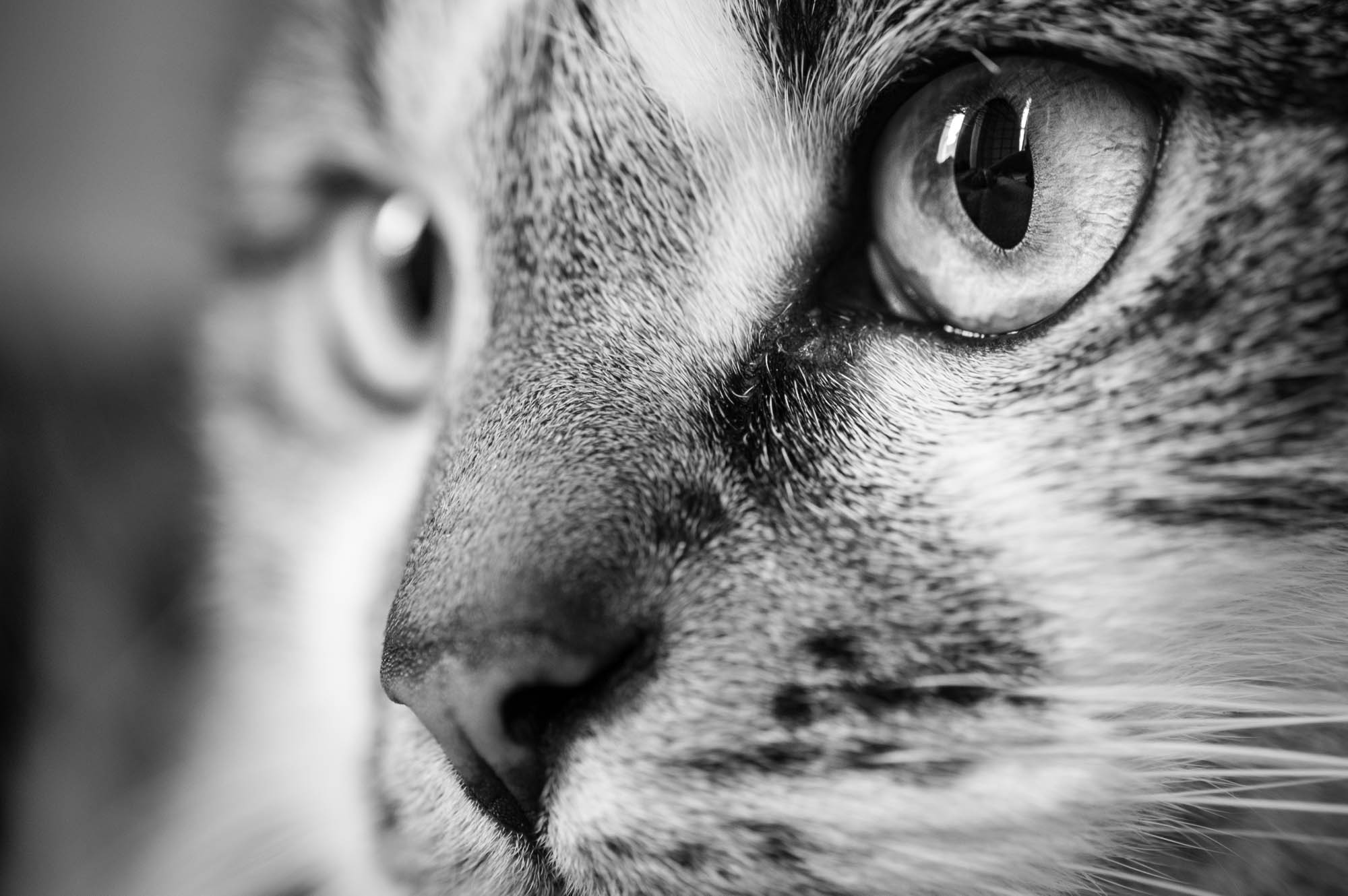 Focus: How to photograph your pets: 10 tips for brilliant snaps!