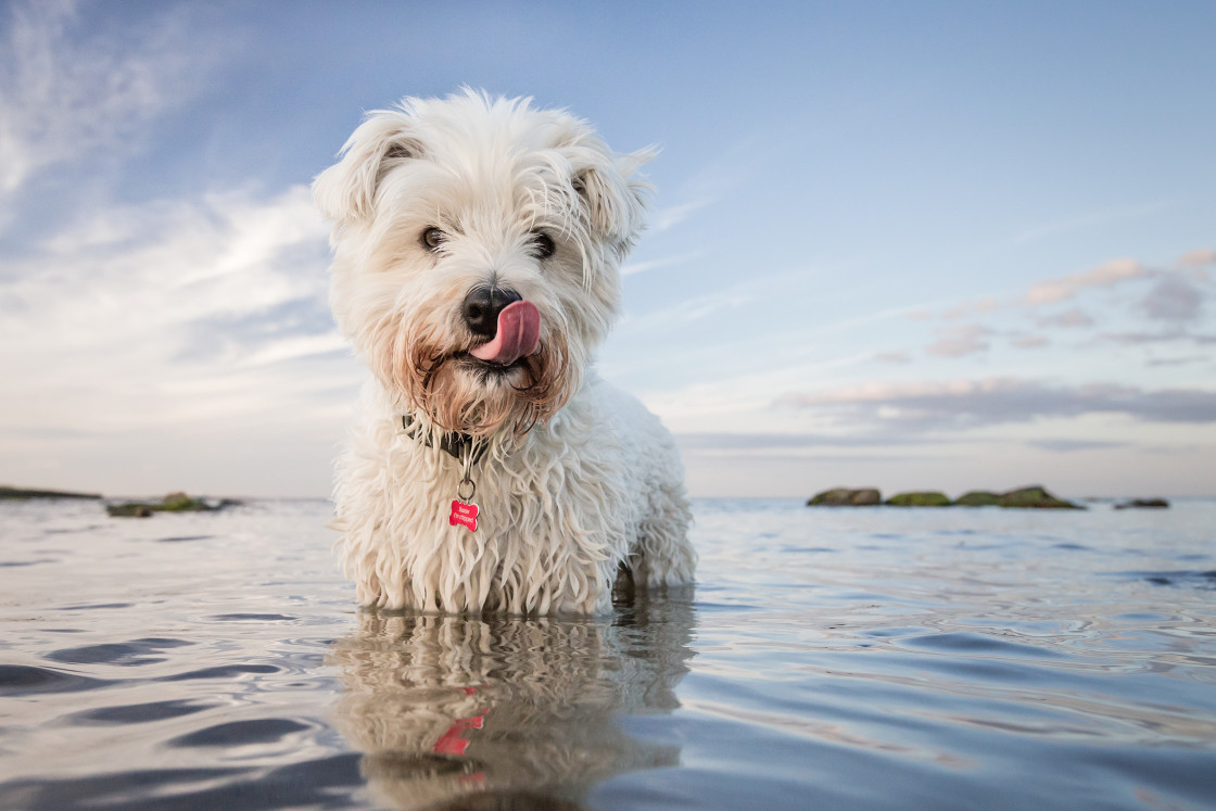 Focus: How to photograph your pets: 10 tips for brilliant snaps!