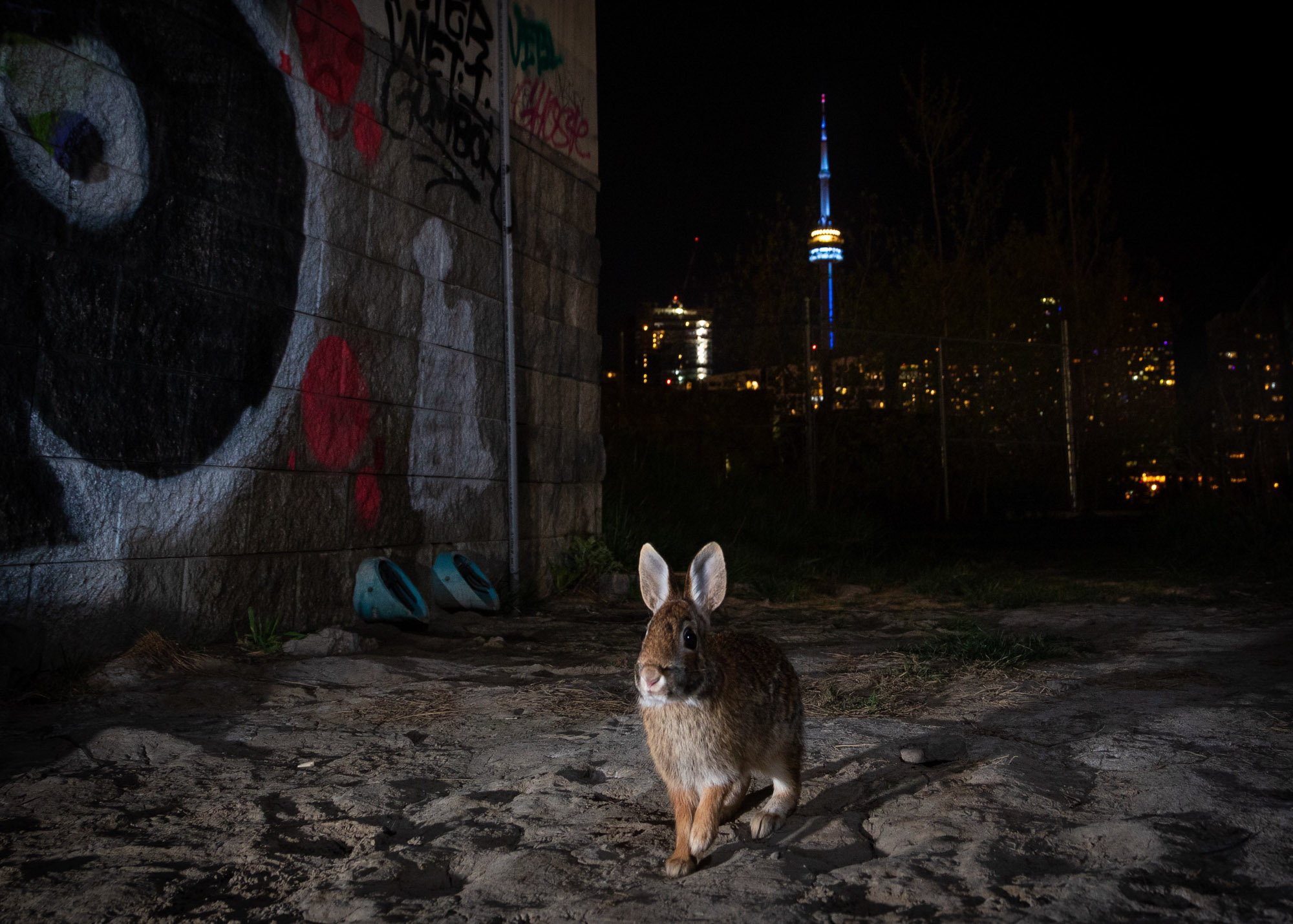 Wild Animals In Urban Areas , 10 Wild Animals That Have Adapted to ...