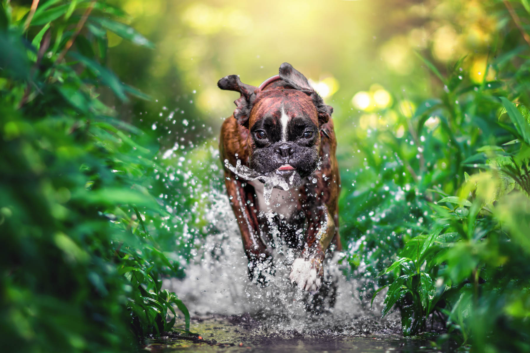 Focus: Sold on Picfair Stores - 20 Apr 2023
