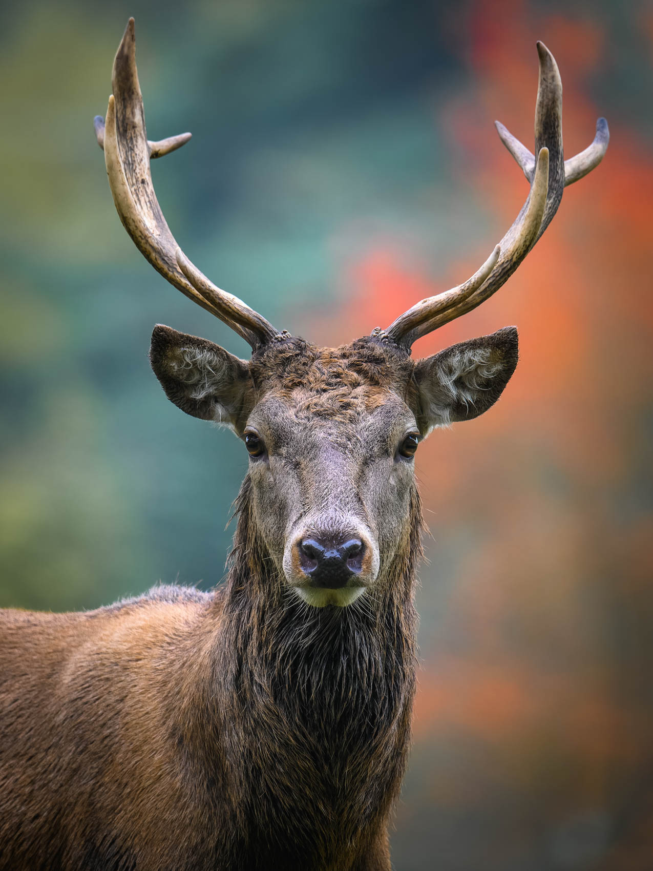 Focus: Best images from Picfair Stores - November 2023