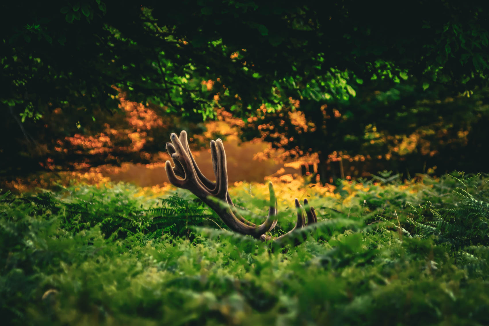 Focus: Best images from Picfair Stores - November 2023