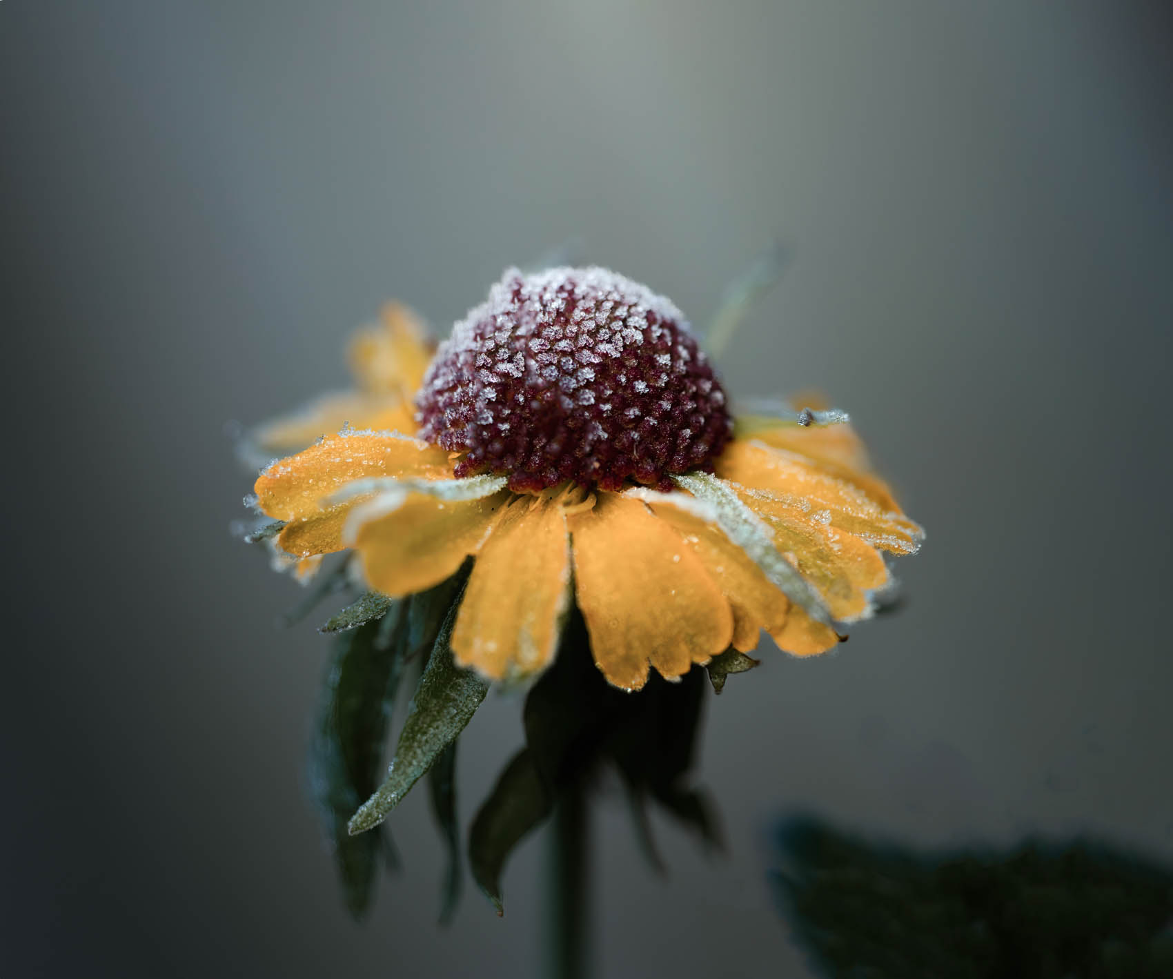 Focus: Best Images from Picfair Stores - December 2023