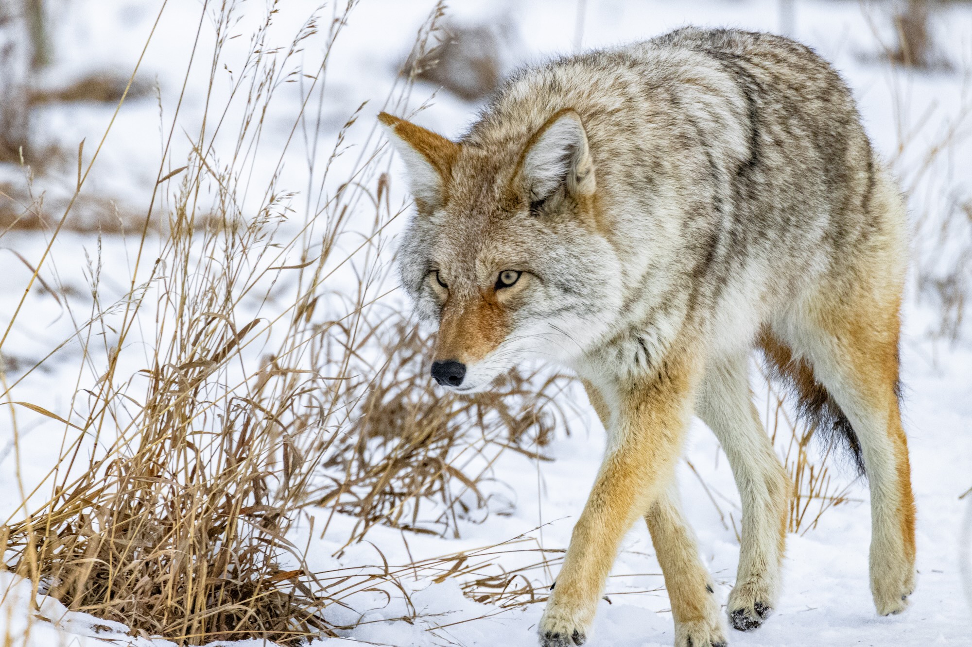 Focus: Sold on Picfair Stores - 10 January 2024