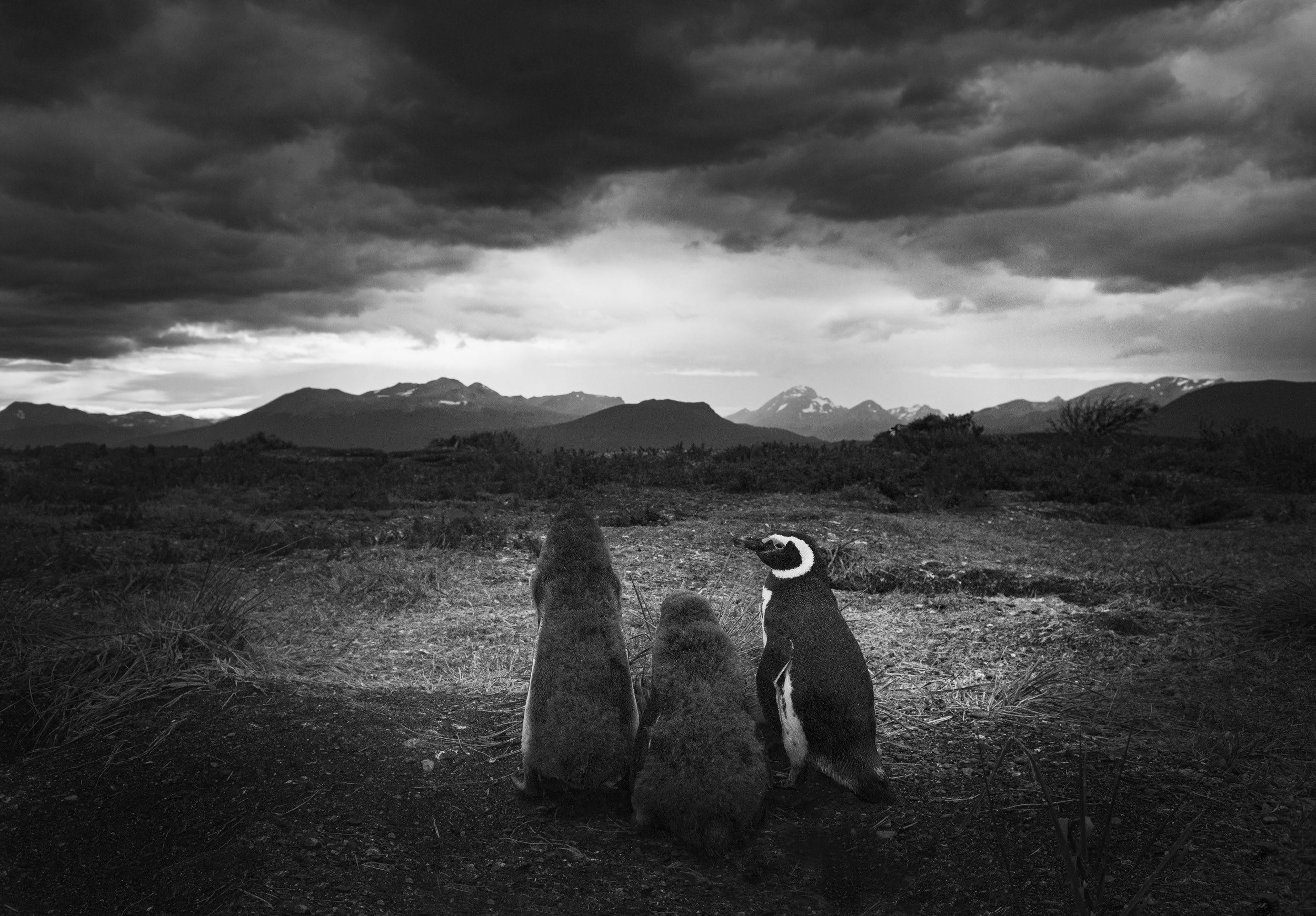 Focus: April Photo Highlights from Picfair Stores - 2024