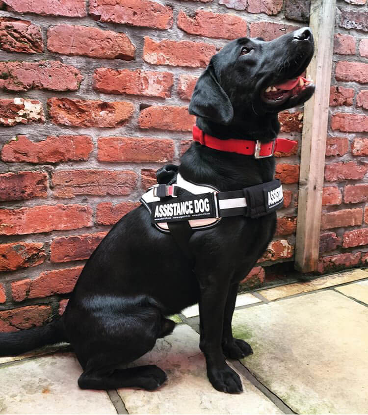 How You Can Help | Autism Dogs Charity