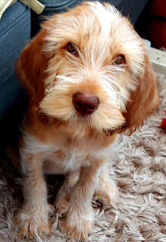 How You Can Help | Autism Dogs Charity