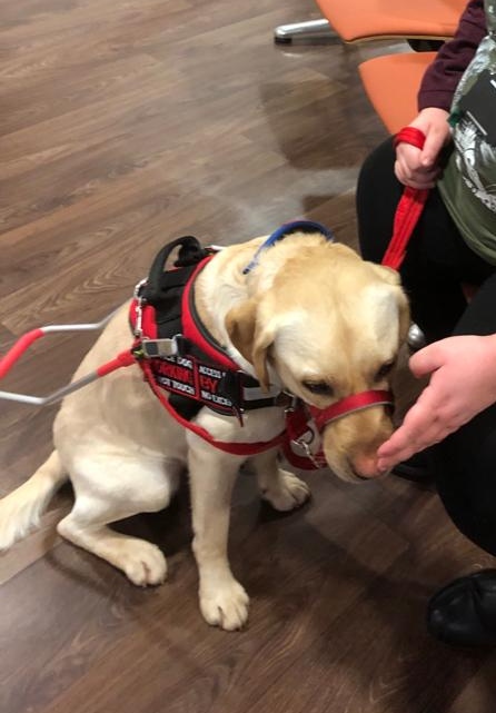 Dog's special skills | Autism Dogs Charity