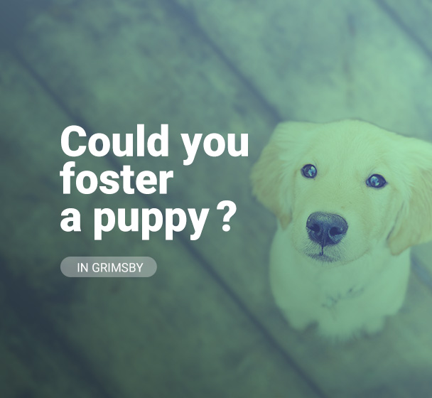 Fostering in Grimsby for Autism Dogs CIC | Autism Dogs CIC