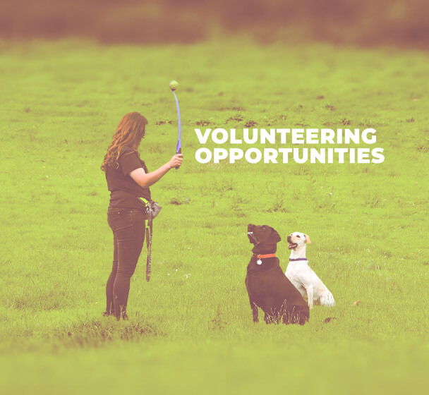 Volunteering for Autism Dogs CIC | Autism Dogs Charity