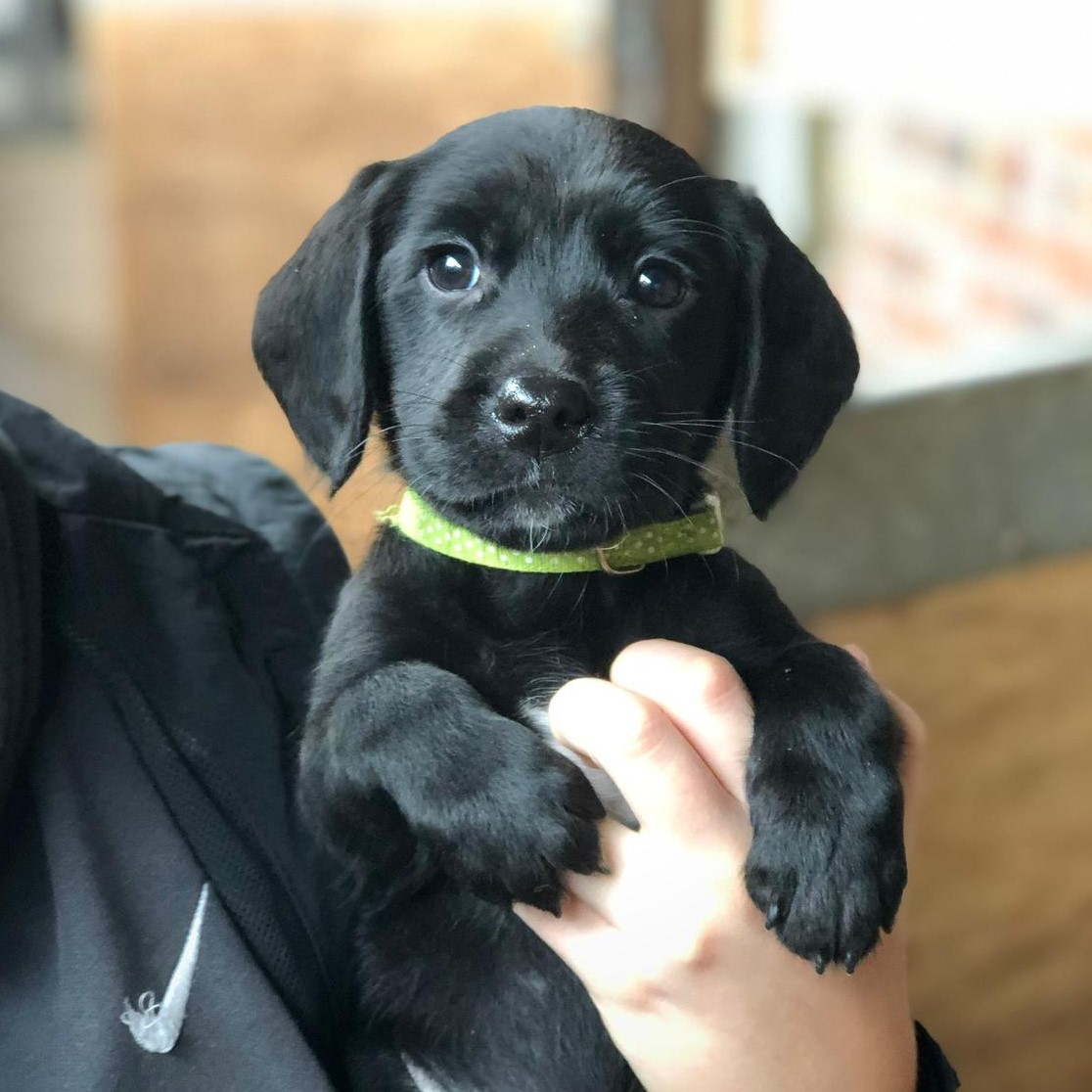 Why choose us? | Autism Dogs Charity