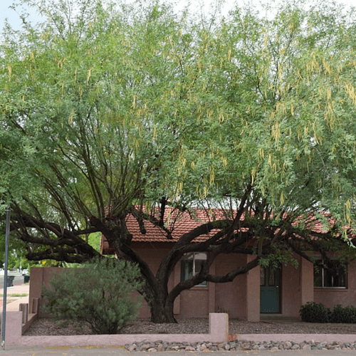 A Comprehensive List of Arizona Trees | Happy Tree Guys
