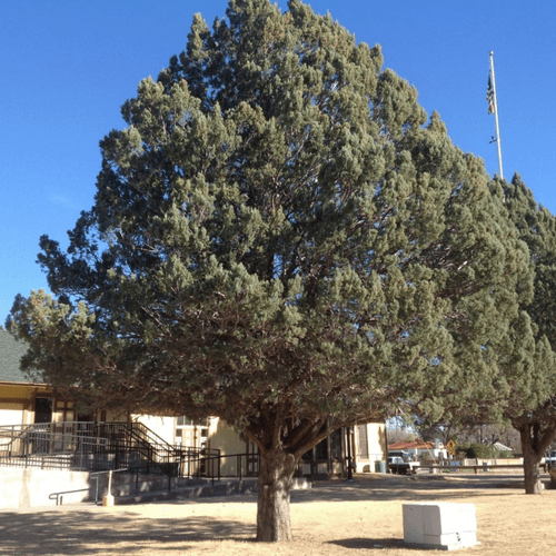 A Comprehensive List of Arizona Trees | Happy Tree Guys