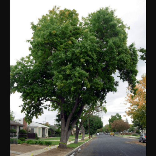 A Comprehensive List of Arizona Trees | Happy Tree Guys