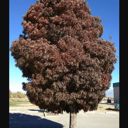 A Comprehensive List of Arizona Trees | Happy Tree Guys