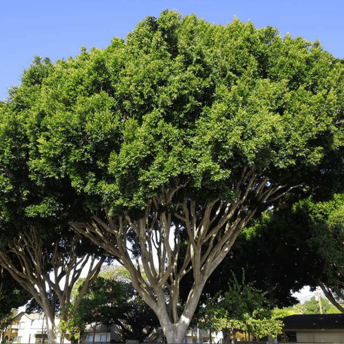 A Comprehensive List of Arizona Trees | Happy Tree Guys