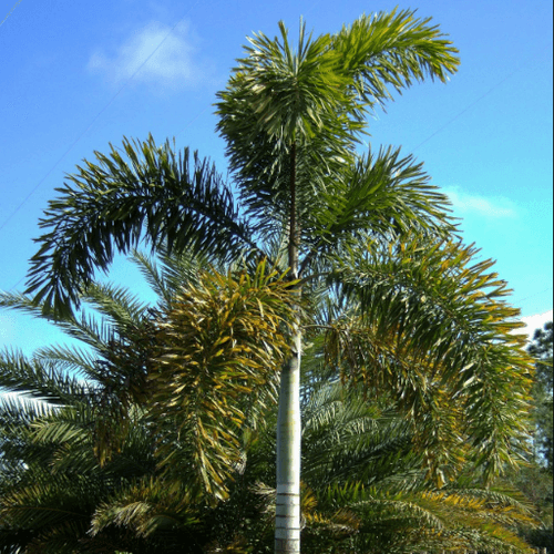 A Comprehensive List of Arizona Trees | Happy Tree Guys