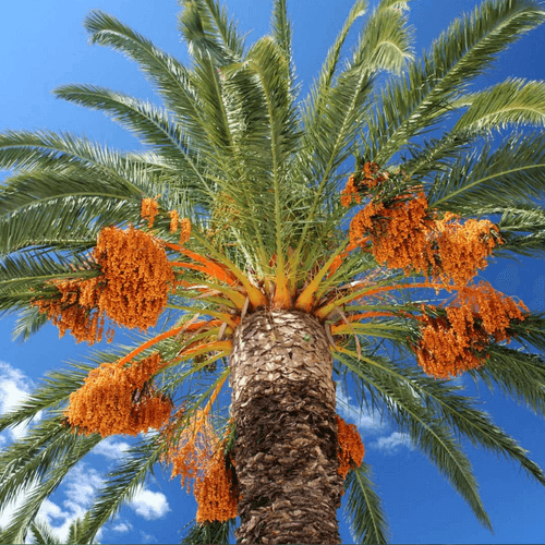 A Comprehensive List of Arizona Trees | Happy Tree Guys