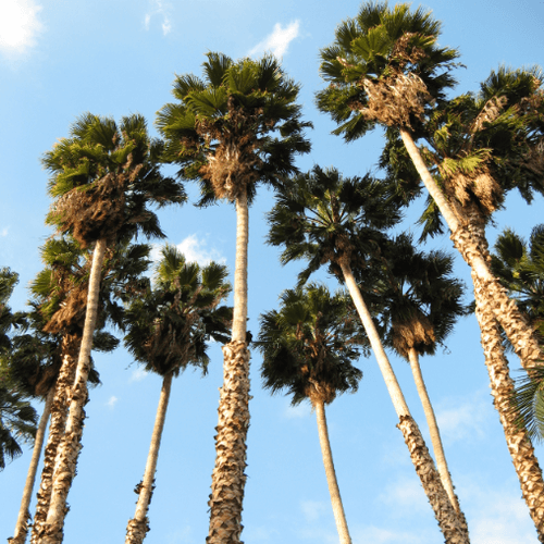 A Comprehensive List of Arizona Trees | Happy Tree Guys