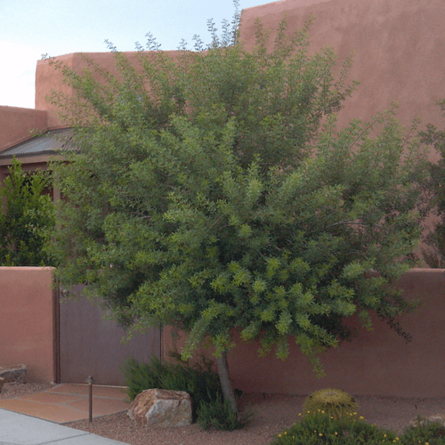 A Comprehensive List of Arizona Trees | Happy Tree Guys