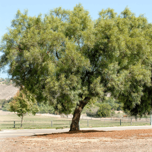 A Comprehensive List of Arizona Trees | Happy Tree Guys