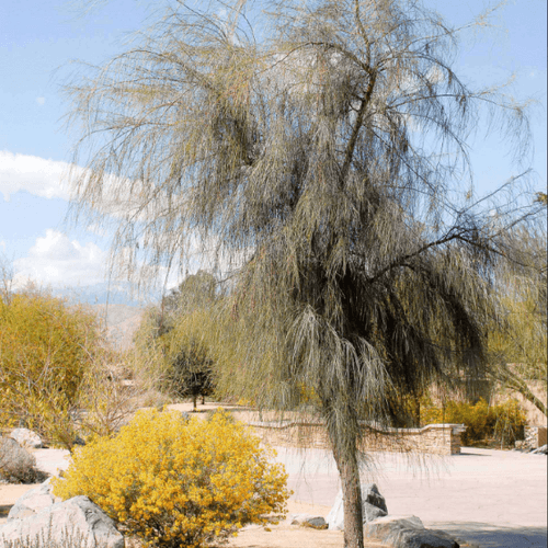 A Comprehensive List of Arizona Trees | Happy Tree Guys