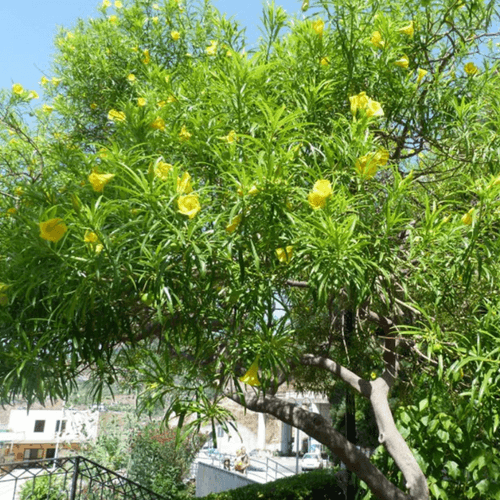 A Comprehensive List of Arizona Trees | Happy Tree Guys