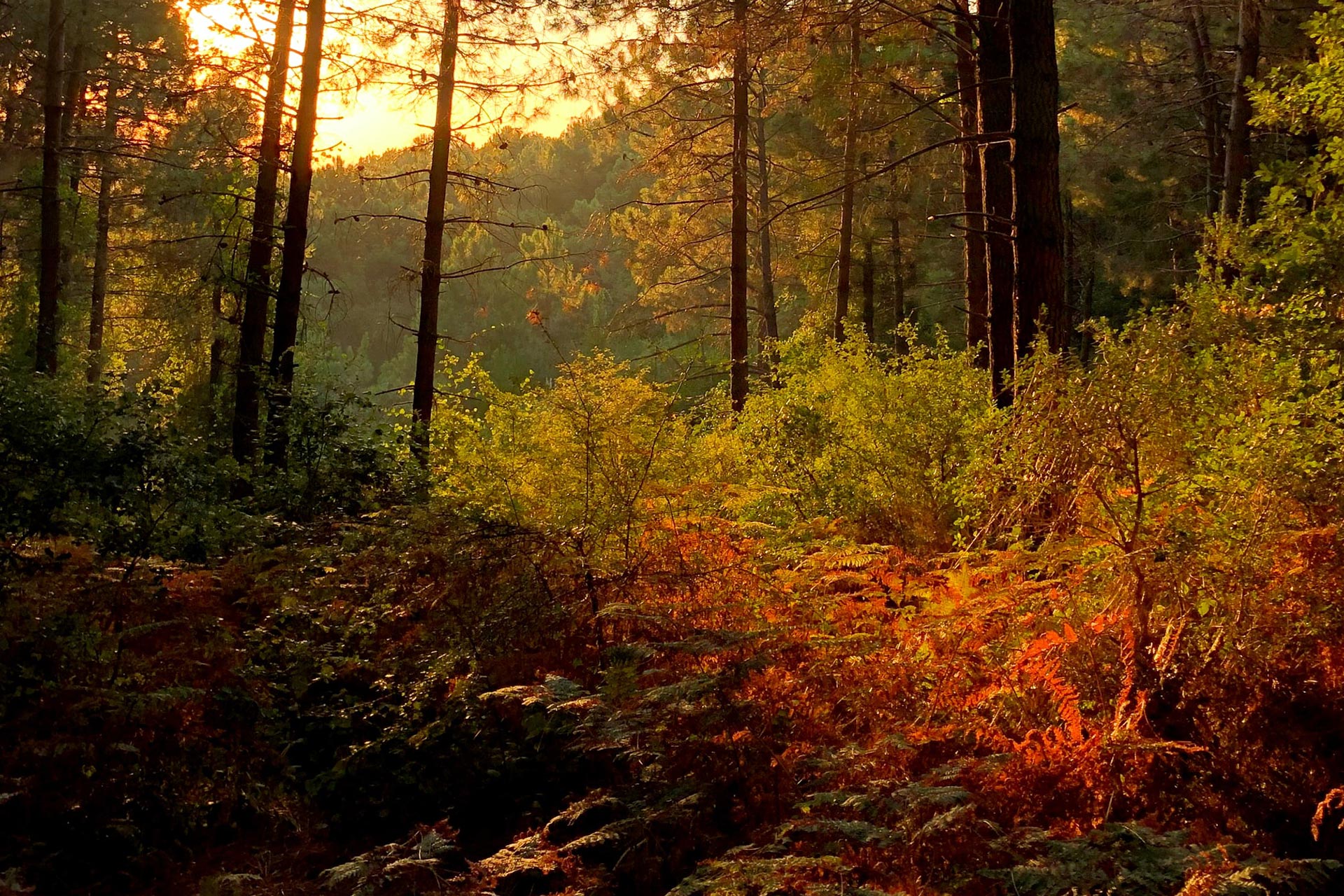 tree.fm – Tune Into Forests From Around The World