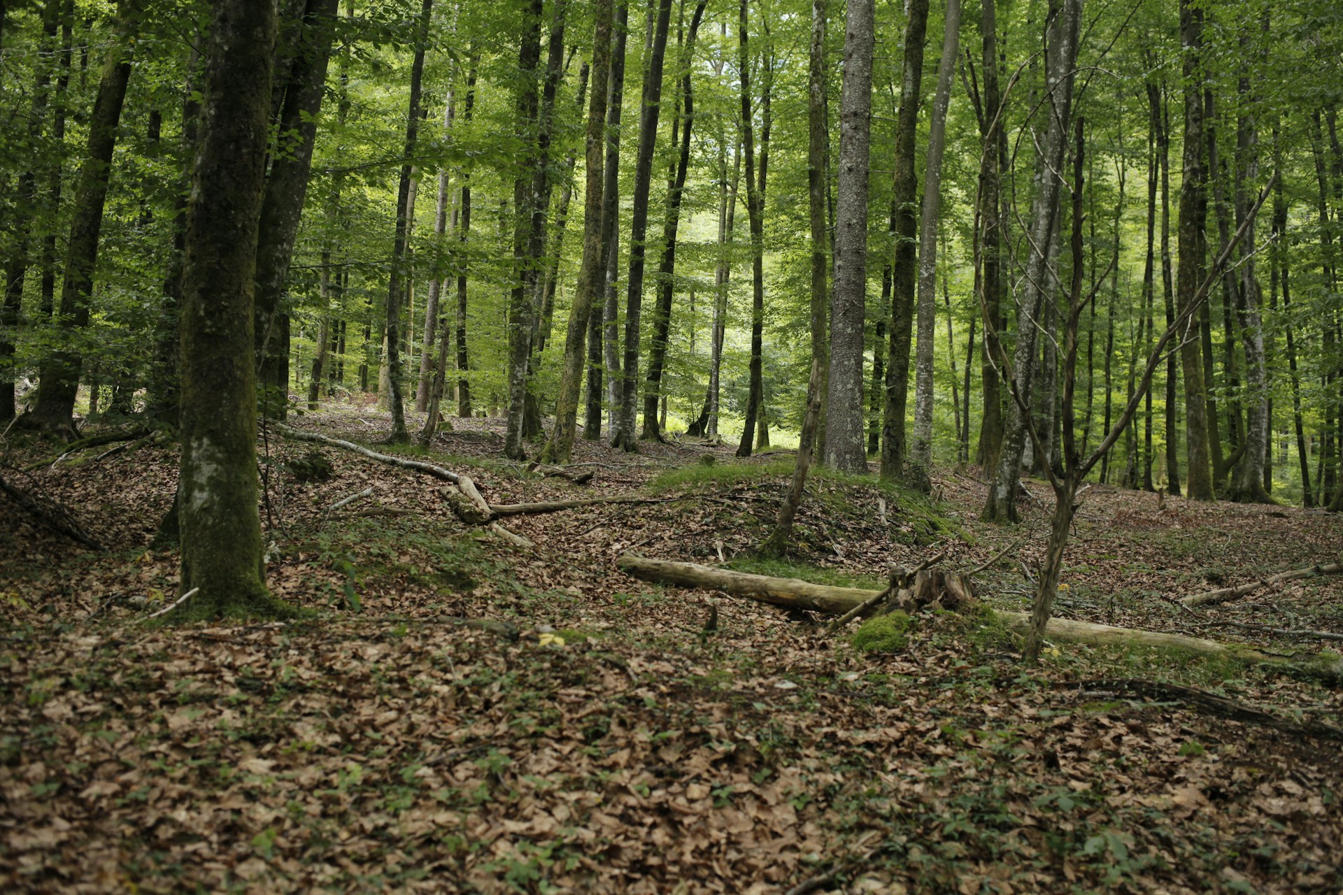 tree.fm – Tune Into Forests From Around The World