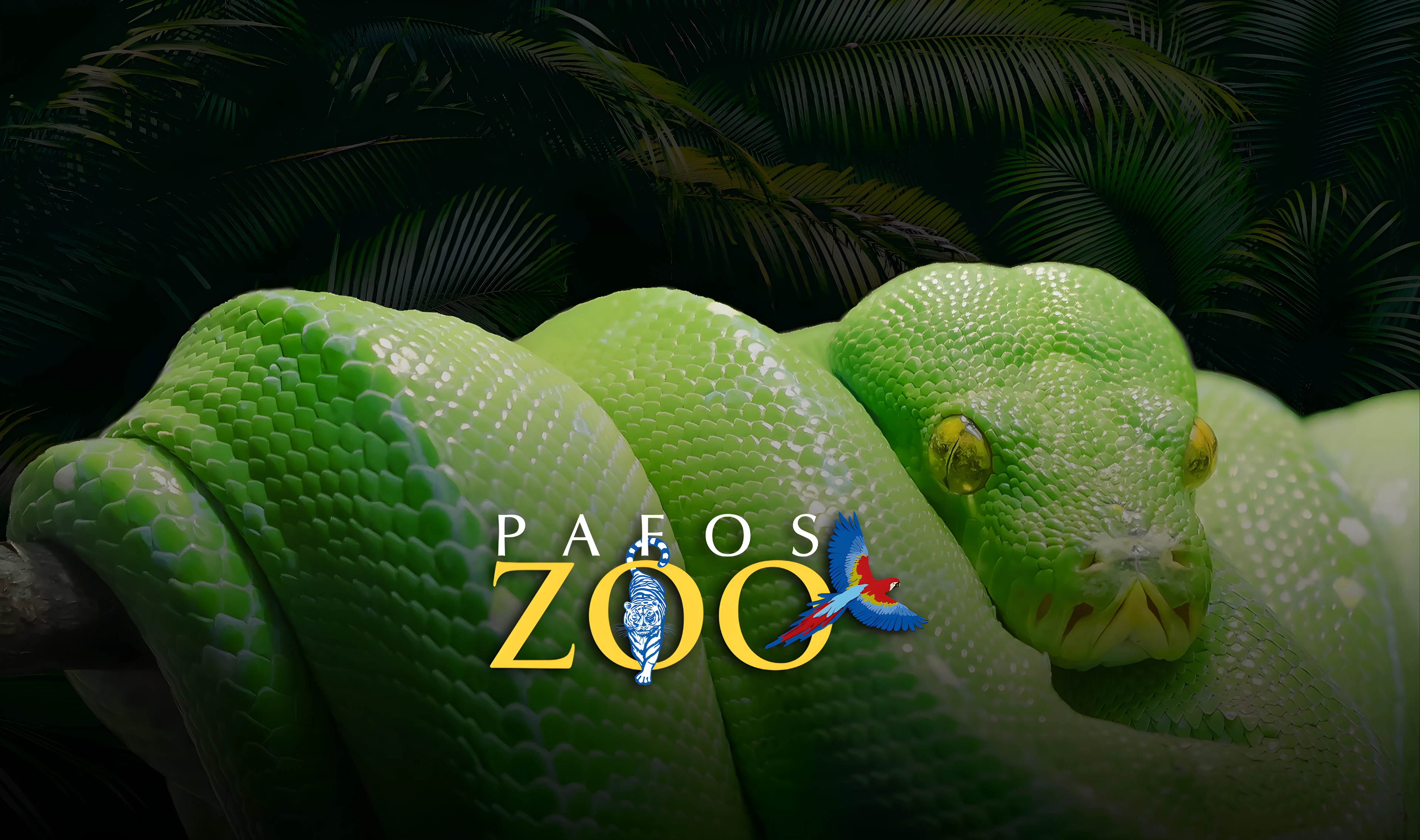 Paphos Zoo | Oracle Studios