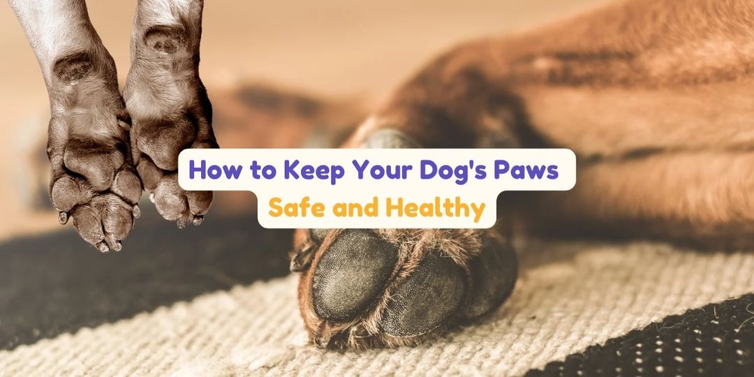 Essential Tips On How to Take Care of a Dog Like a Pro! - Scruffy The Dog
