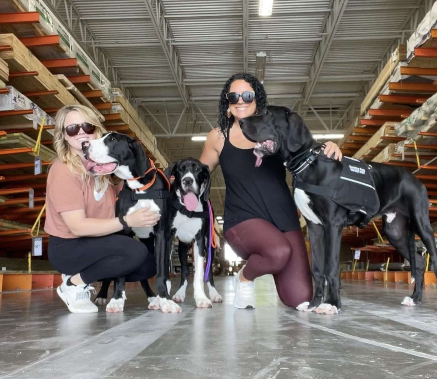 Northeast Canine: Empowering Lives with Great Danes for Mobility Assistance