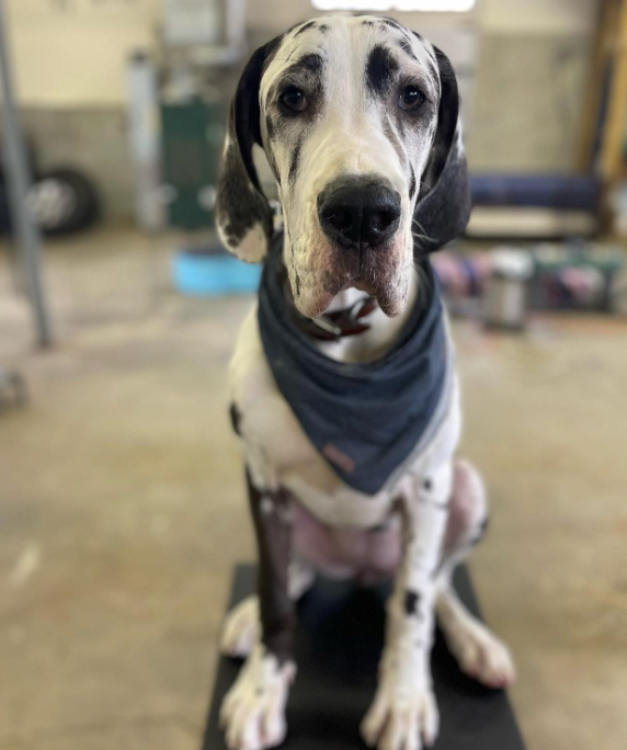Northeast Canine - Our Dogs