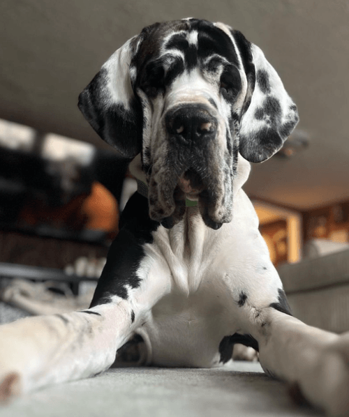 Northeast Canine - Our Dogs