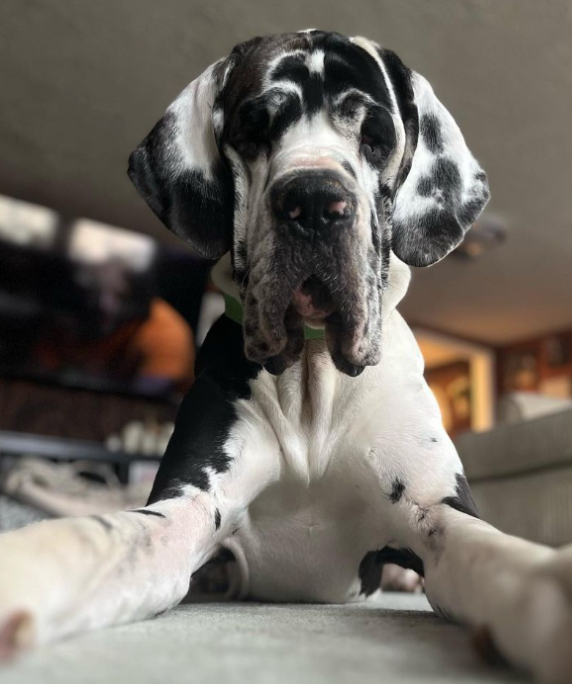 Northeast Canine - Our Dogs