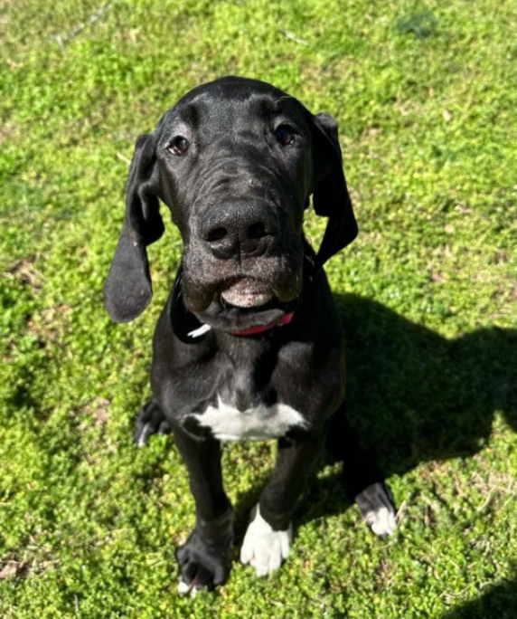 Northeast Canine - Our Dogs