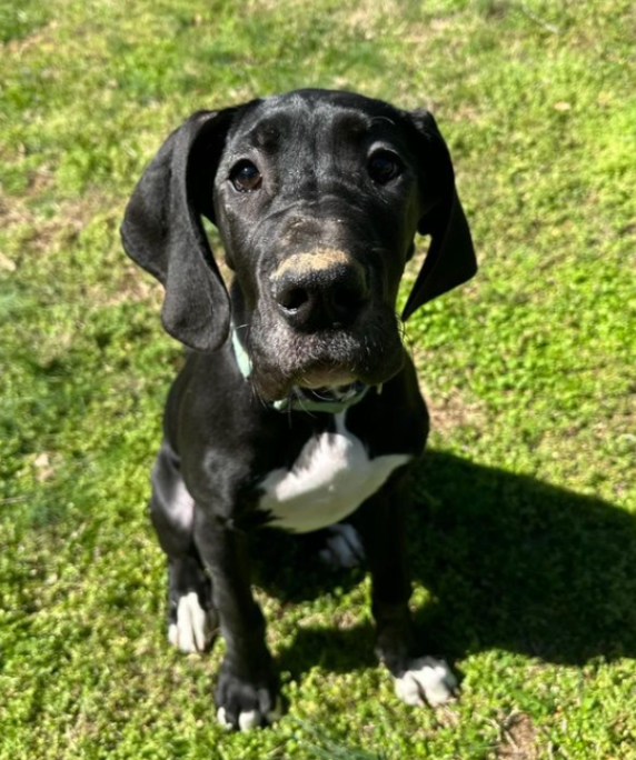 Northeast Canine - Our Dogs