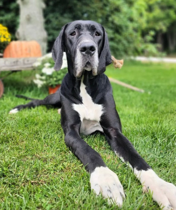 Northeast Canine - Our Dogs