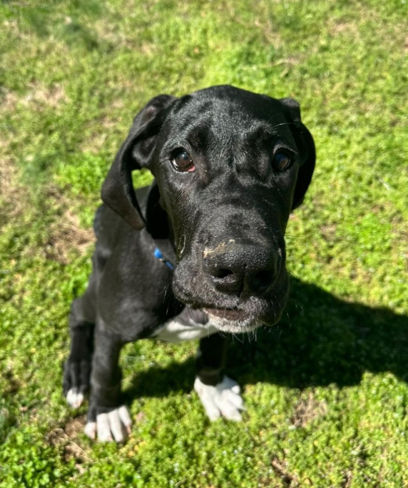 Northeast Canine - Our Dogs