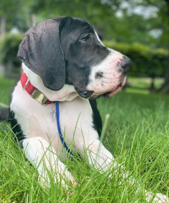 Northeast Canine - Our Dogs