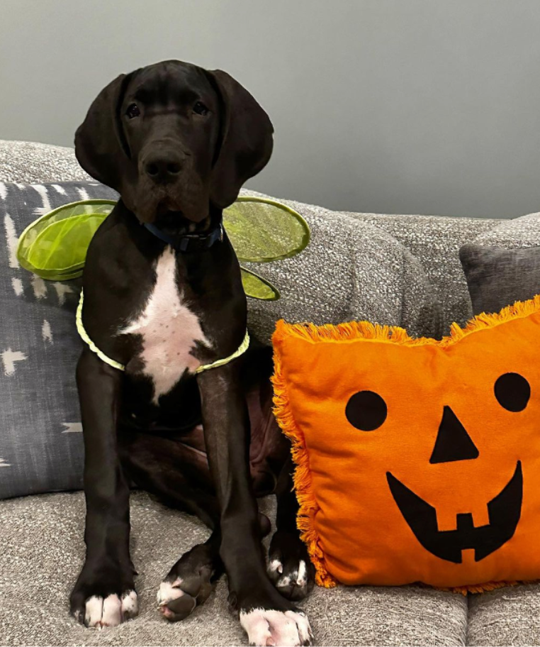 Northeast Canine - Our Dogs