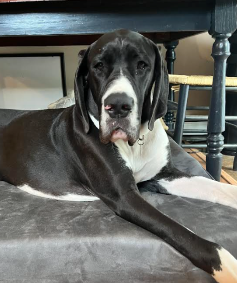 Northeast Canine - Our Dogs