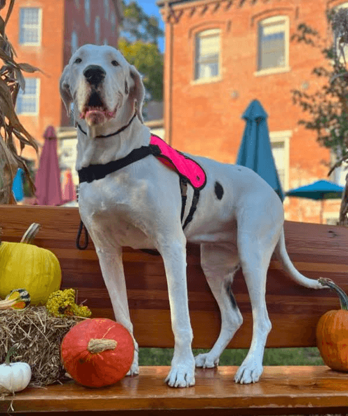 Northeast Canine - Our Dogs