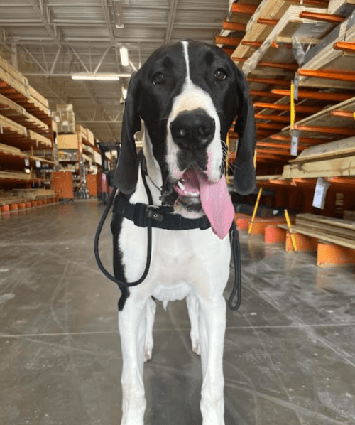 Northeast Canine - Our Dogs