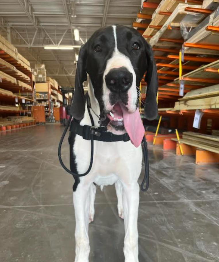 Northeast Canine - Our Dogs